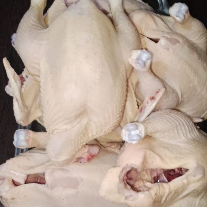 Домашняя птица куры