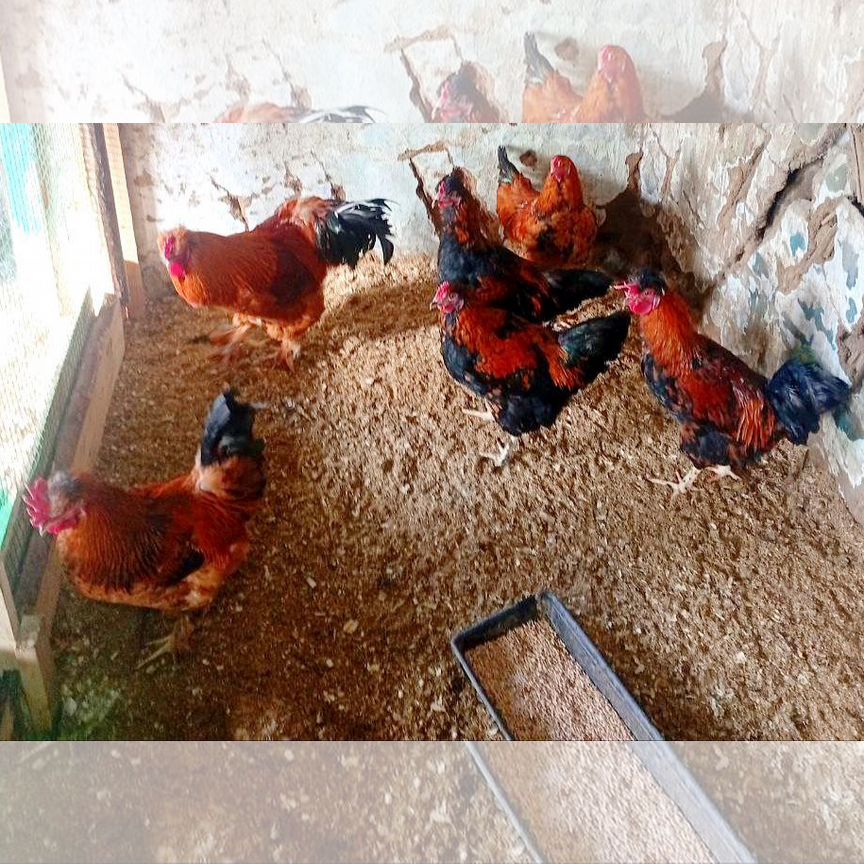 Молодые петухи