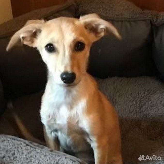 Метис левретки щенок