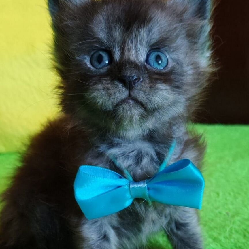 Красивые мейн кунчики