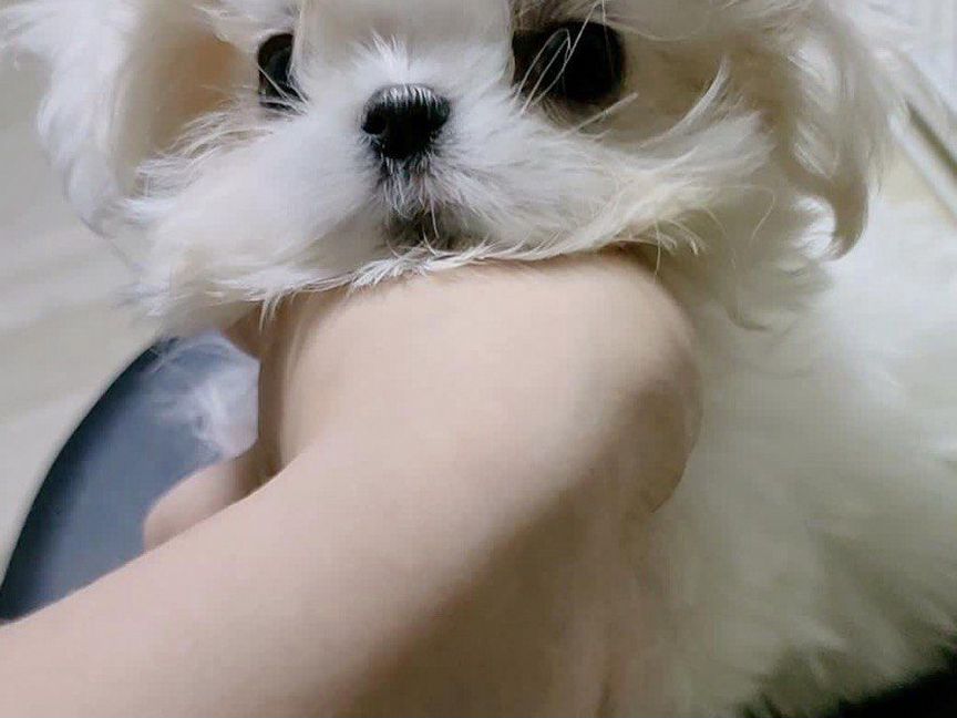Мини щенок мальчик мальтезе из Кореи