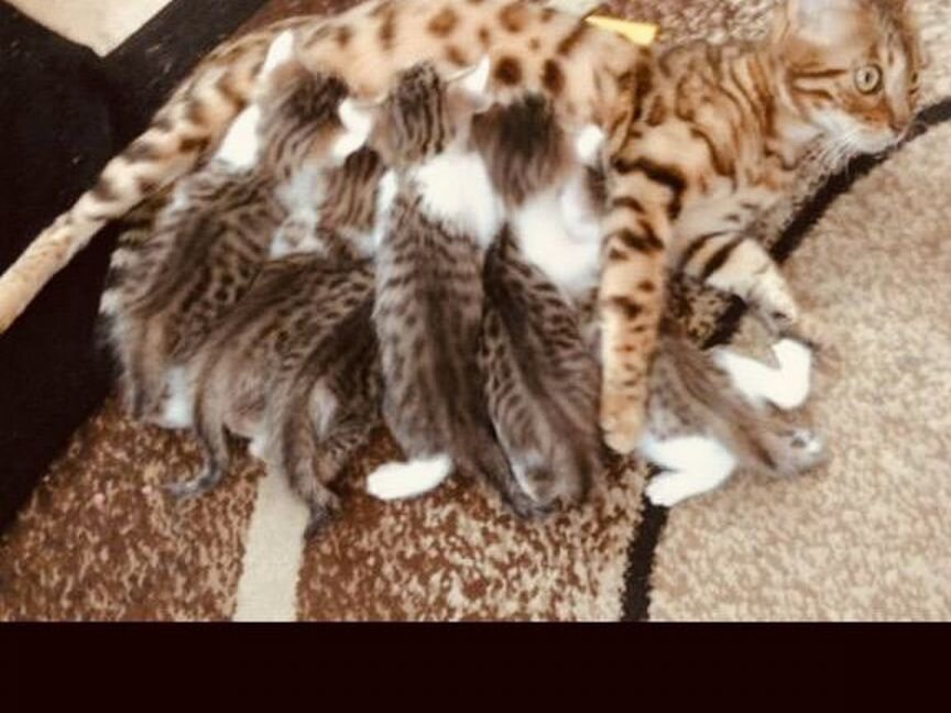 Бенгальские мейнкуны