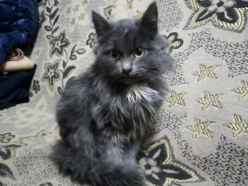 Котенок-подросток девочка