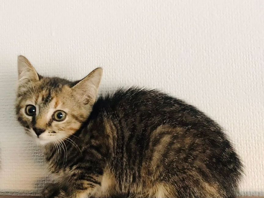 Котёнок-девочка ищет дом