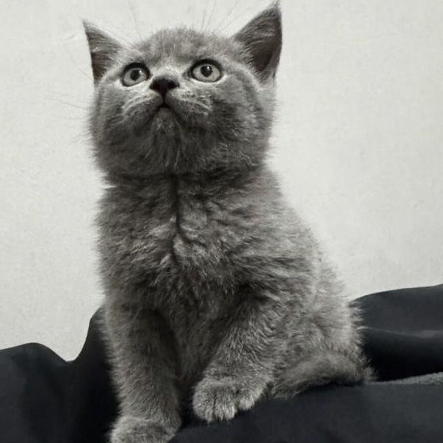 Шотландские котята графит голубой серый