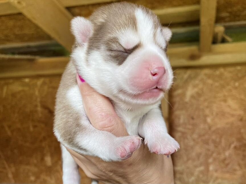 Щенки Помски F3