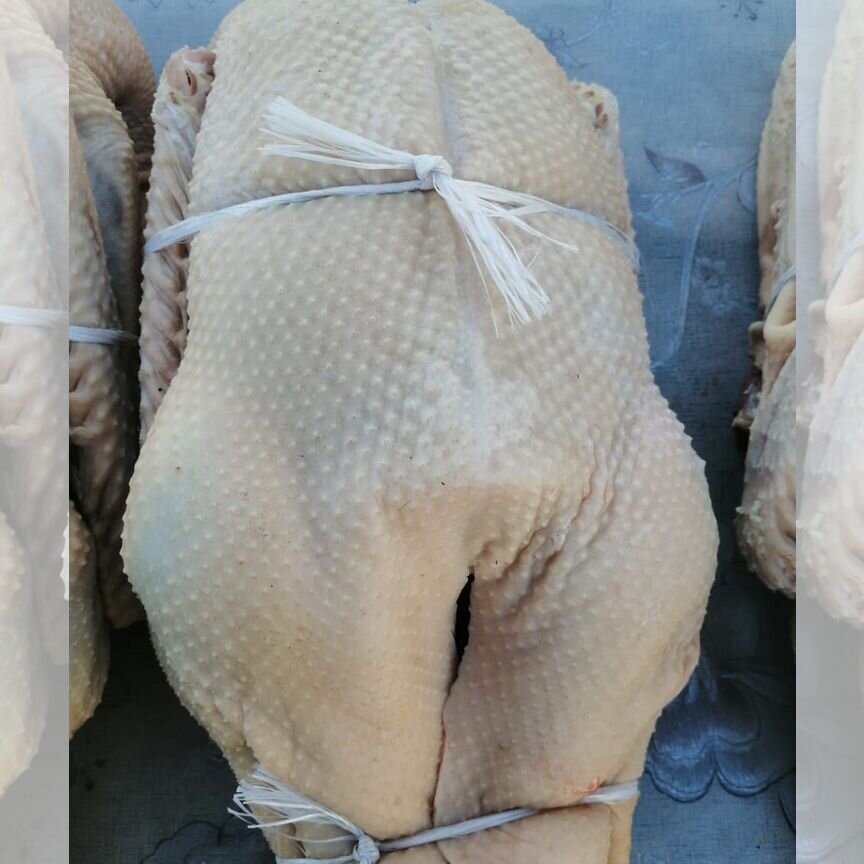 Домашняя птица гус