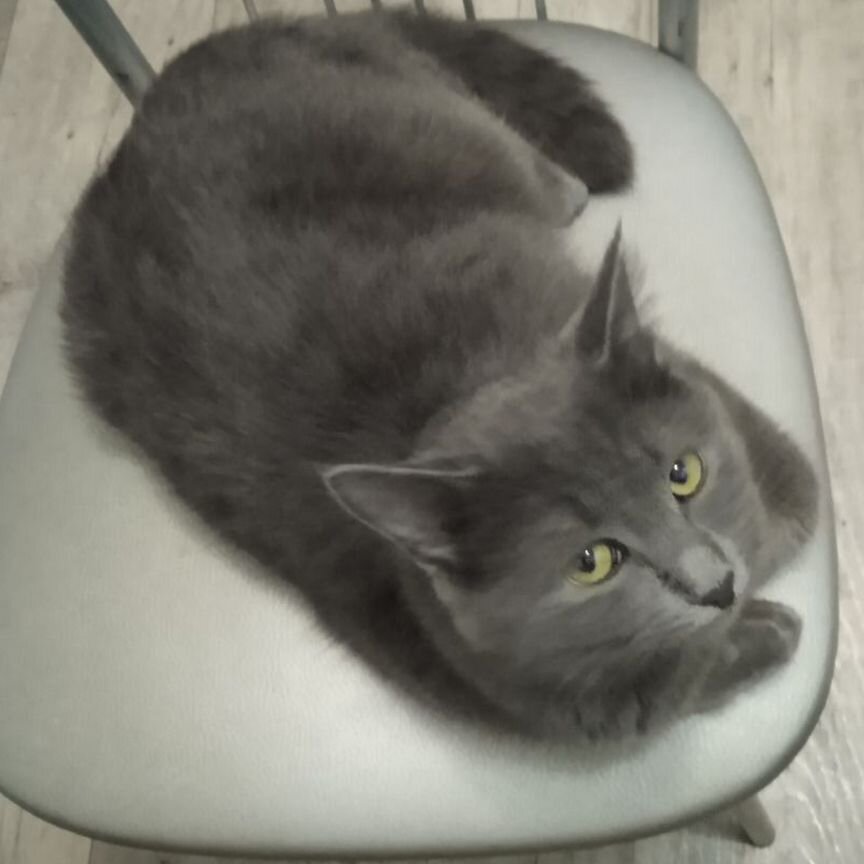 Нашел котенка на дороге, видно что домашний