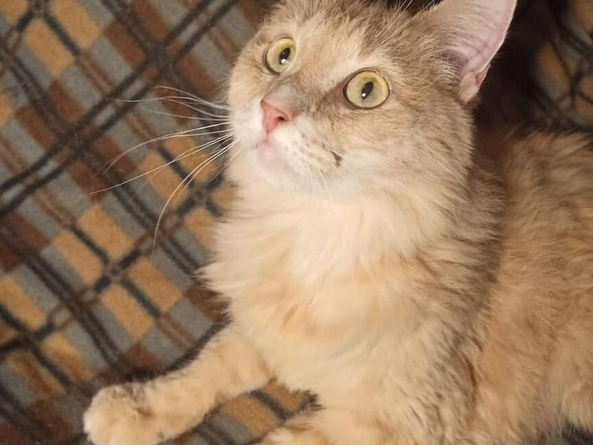 Котик Крош