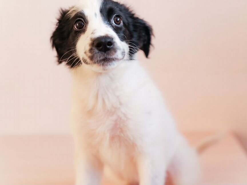 Щенок мальчик в добрые руки Чарли