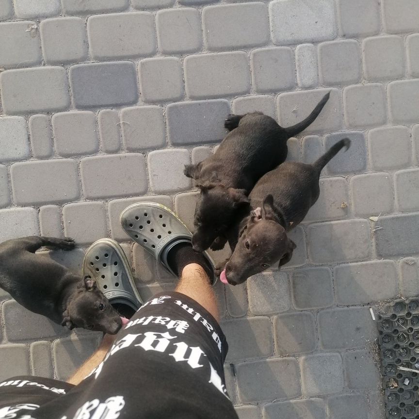 Отдам щеков