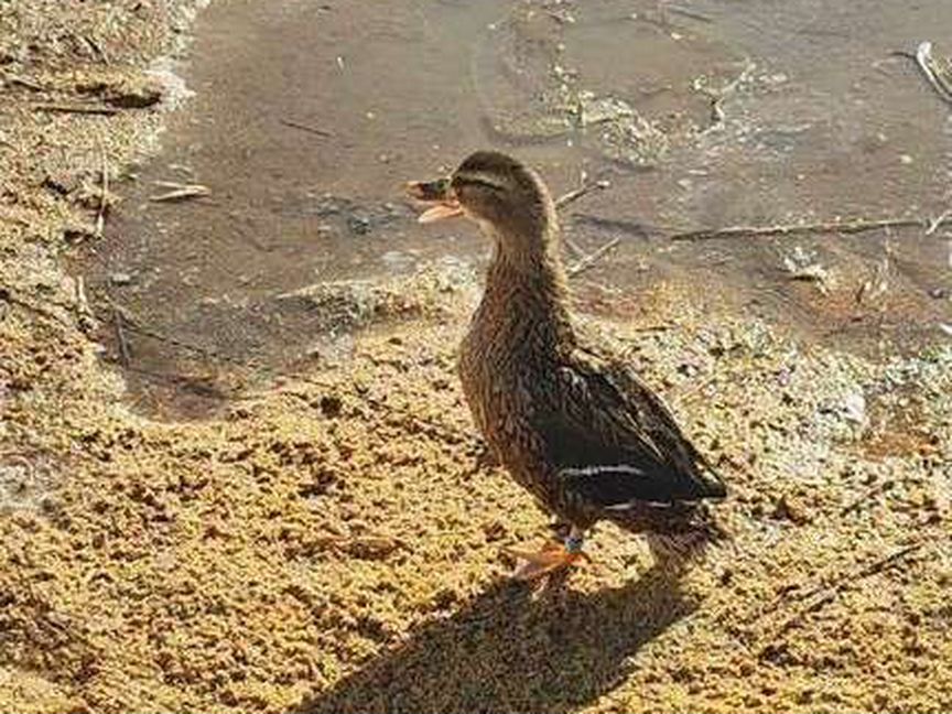 Подсадные утки и селезни аренда/продажа