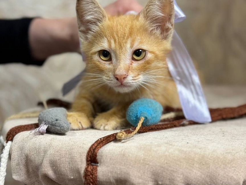 Котята мальчики