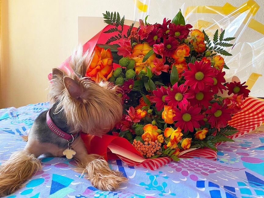 Отдам йорка