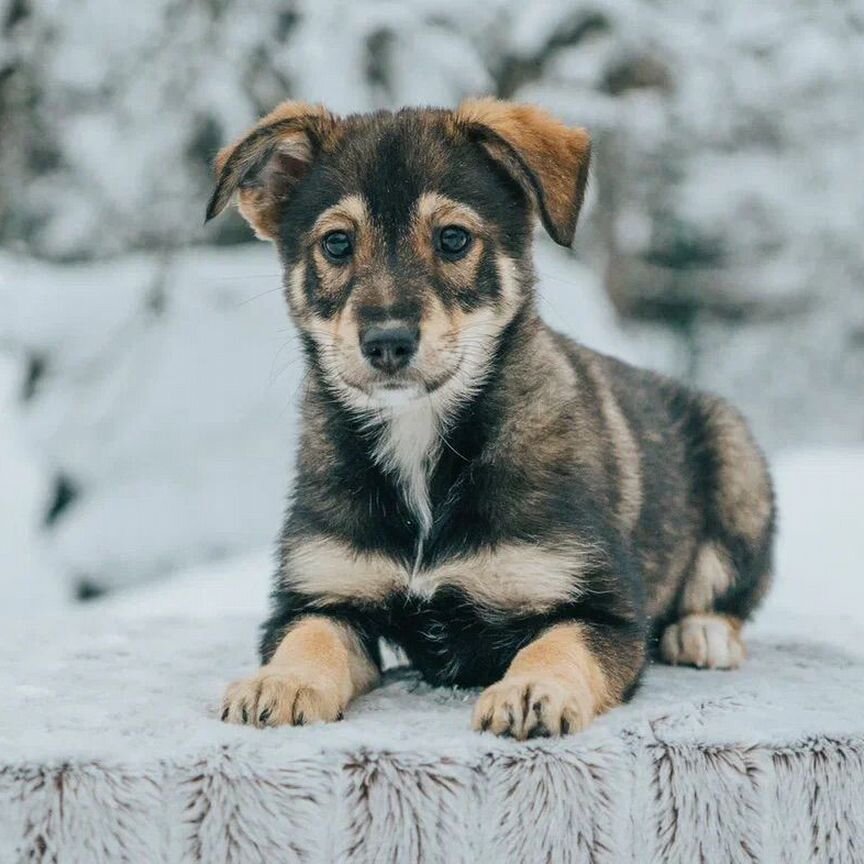 Щенок