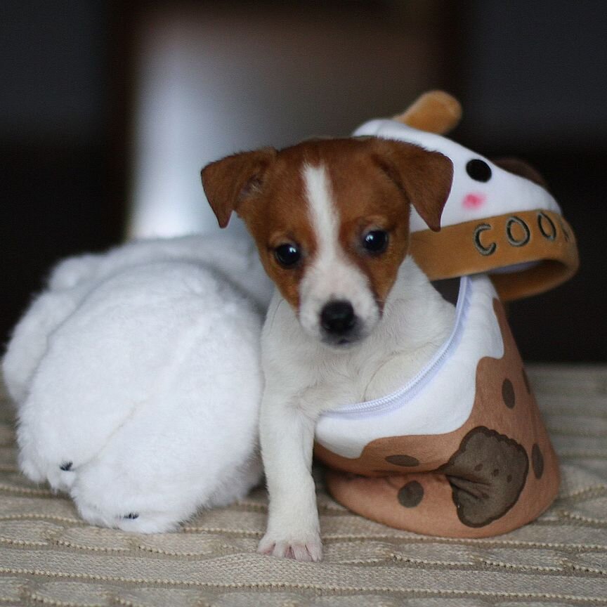 Джек рассел терьер