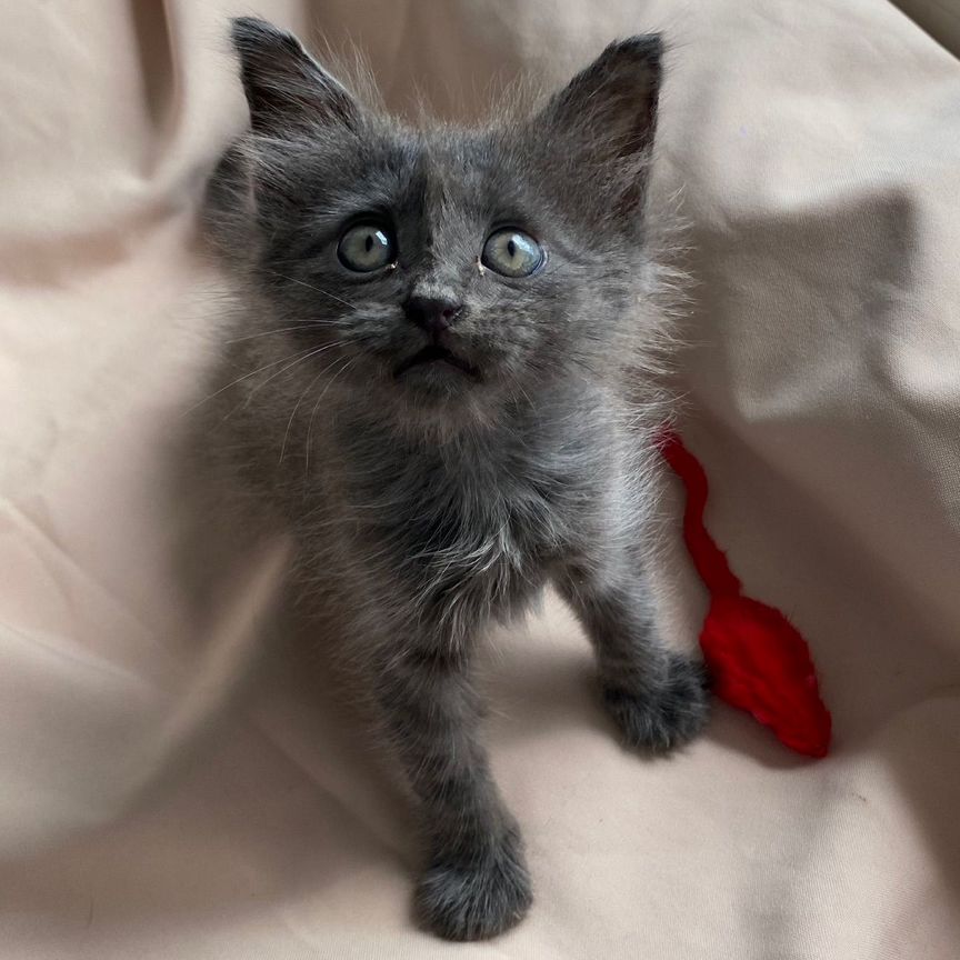 Котенок-метис 1,5 месяца