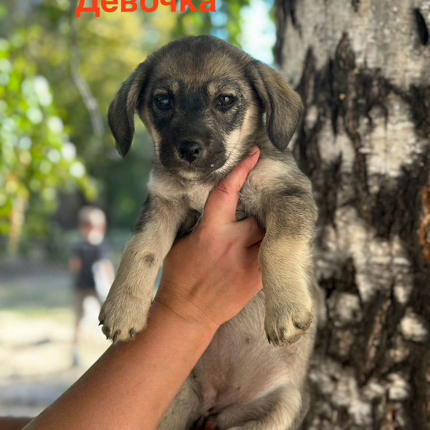 Щенок Дикси в добрые руки