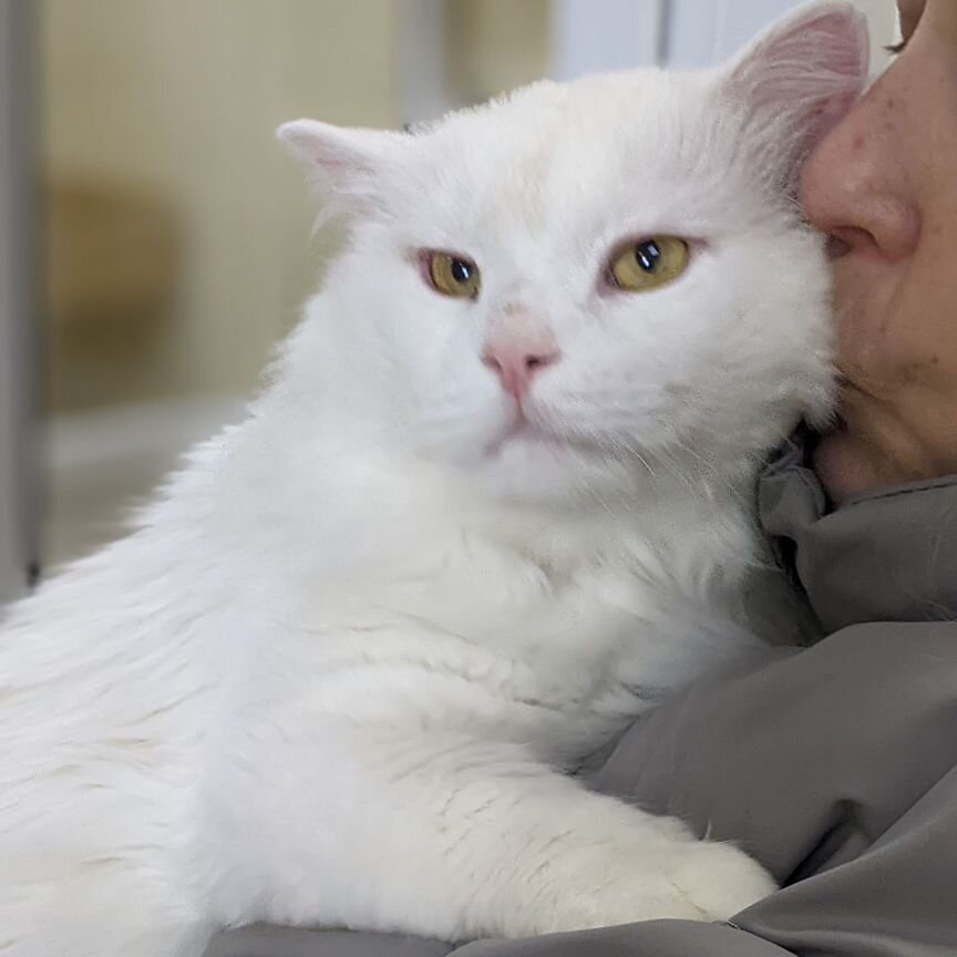 Котище в добрые руки