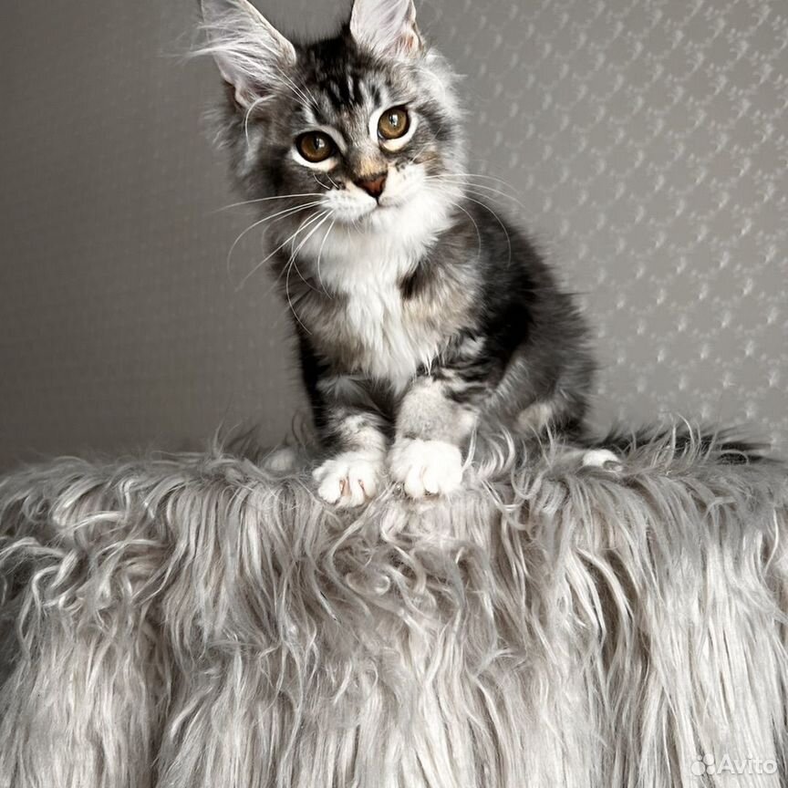 Мейн-кун котик Маверик