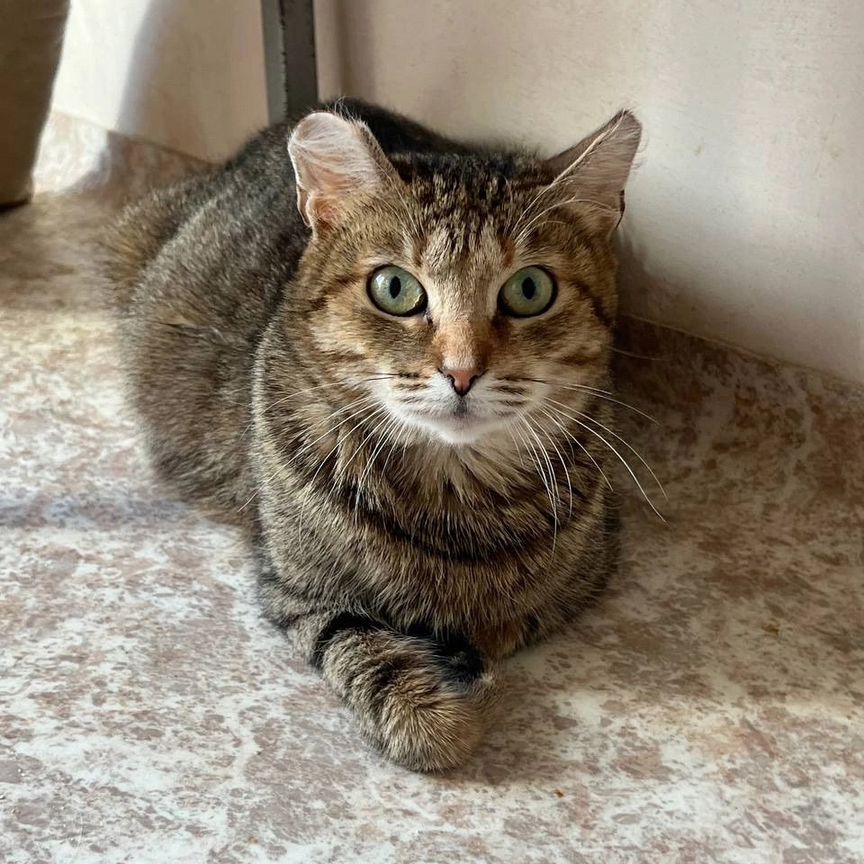 Кошечку выпускают на улицу