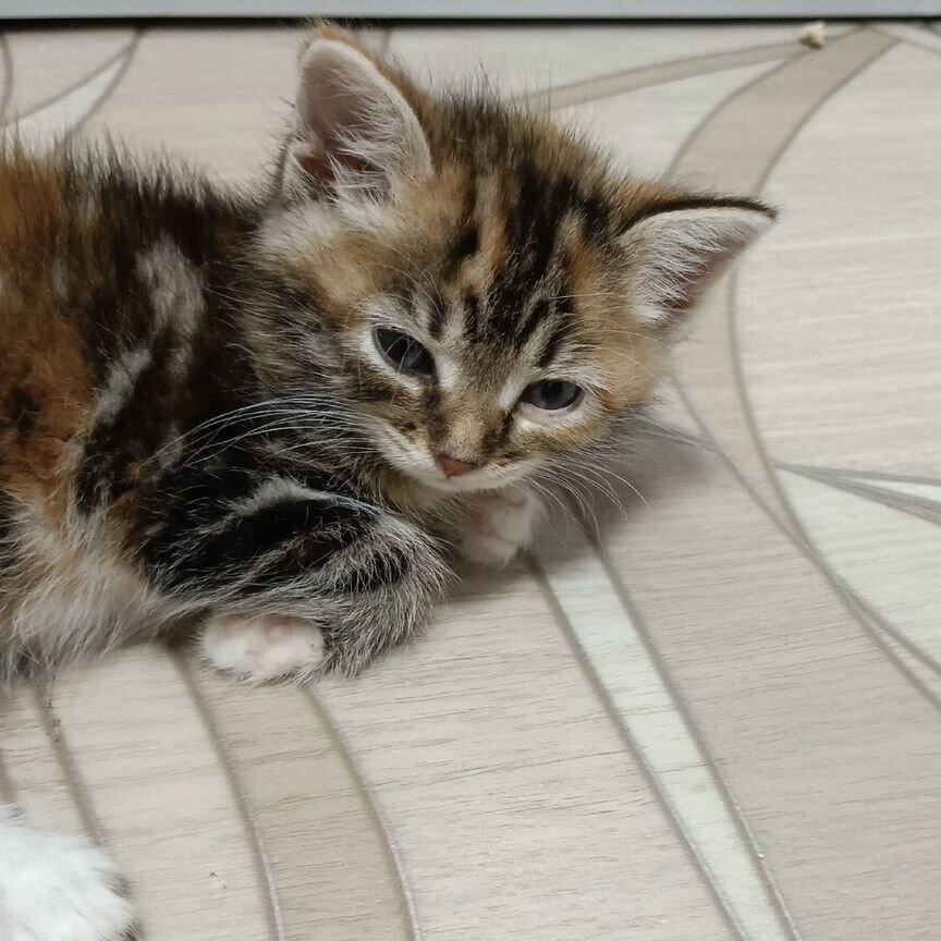 Котёнок