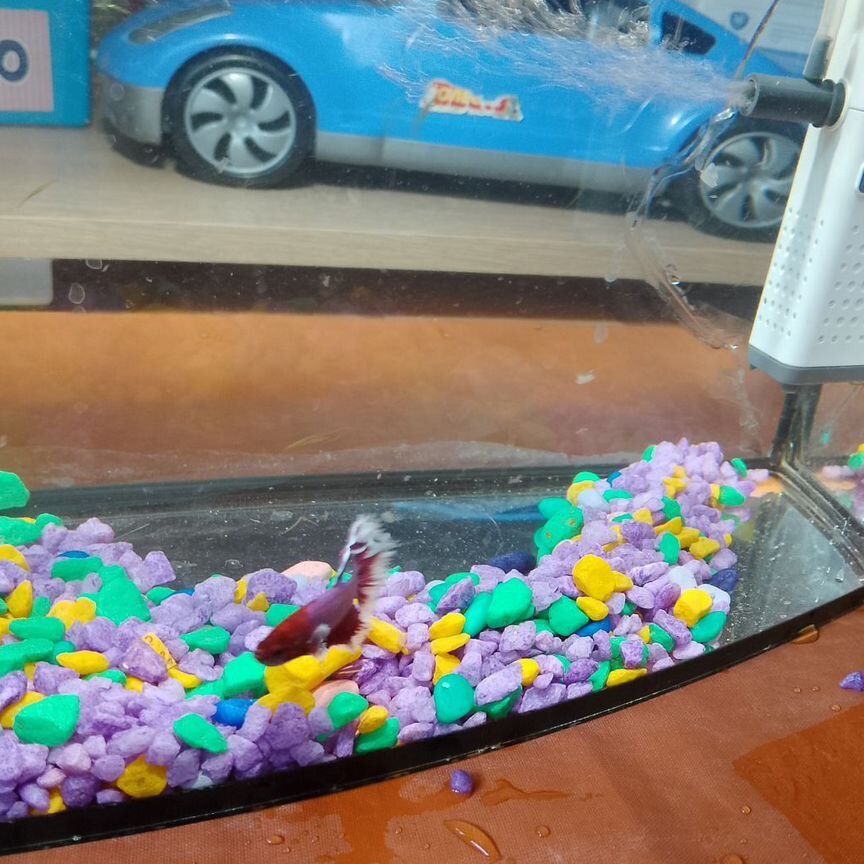 Рыбка петушок слоновье ухо