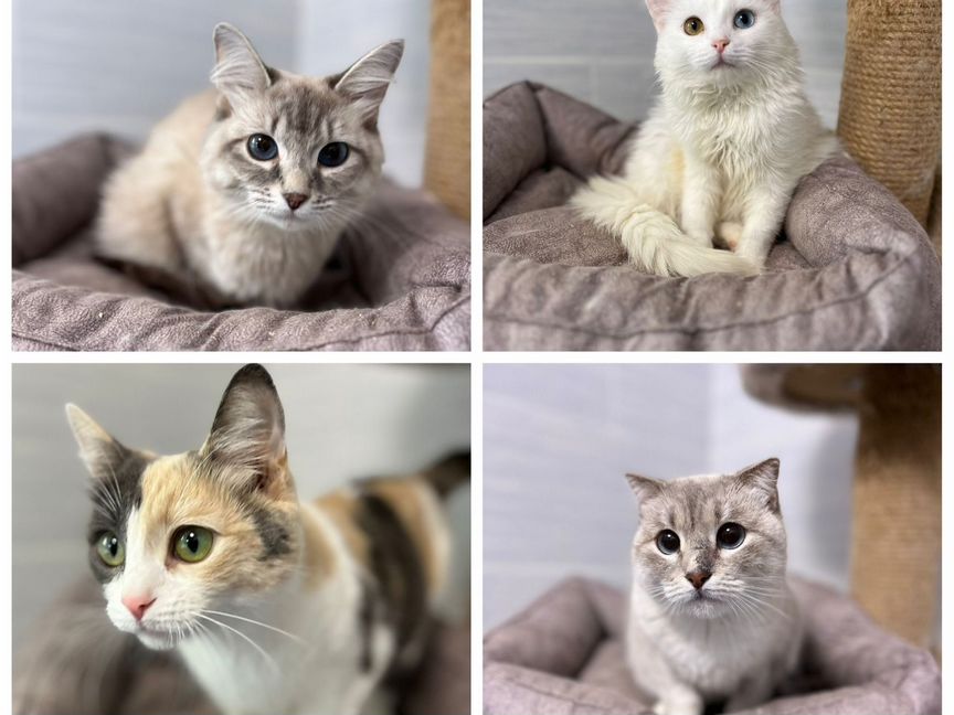 Кошечки,котятки в поисках дома