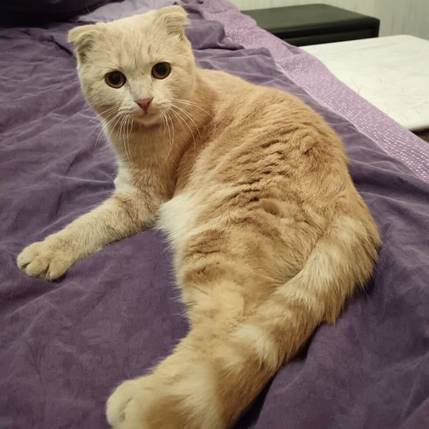 Шотландская вислоухая кошка бесплатно