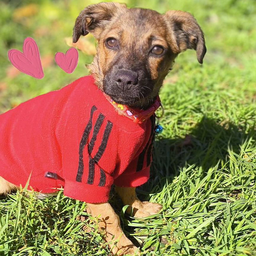 Щенок в добрые руки