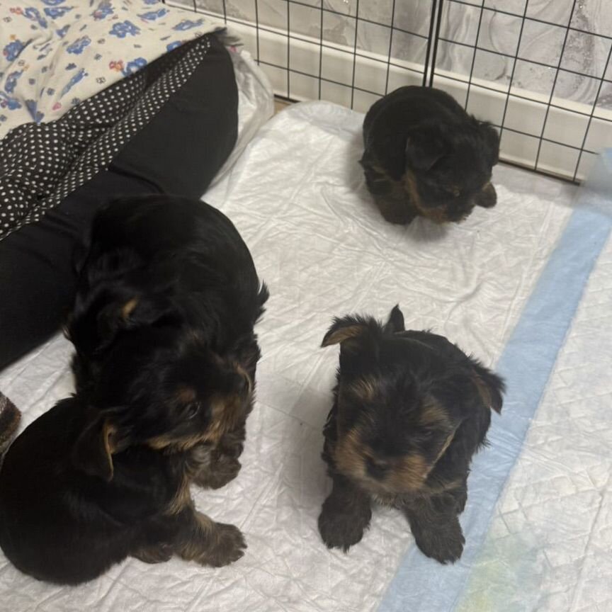 Йоркширский терьер, щенок