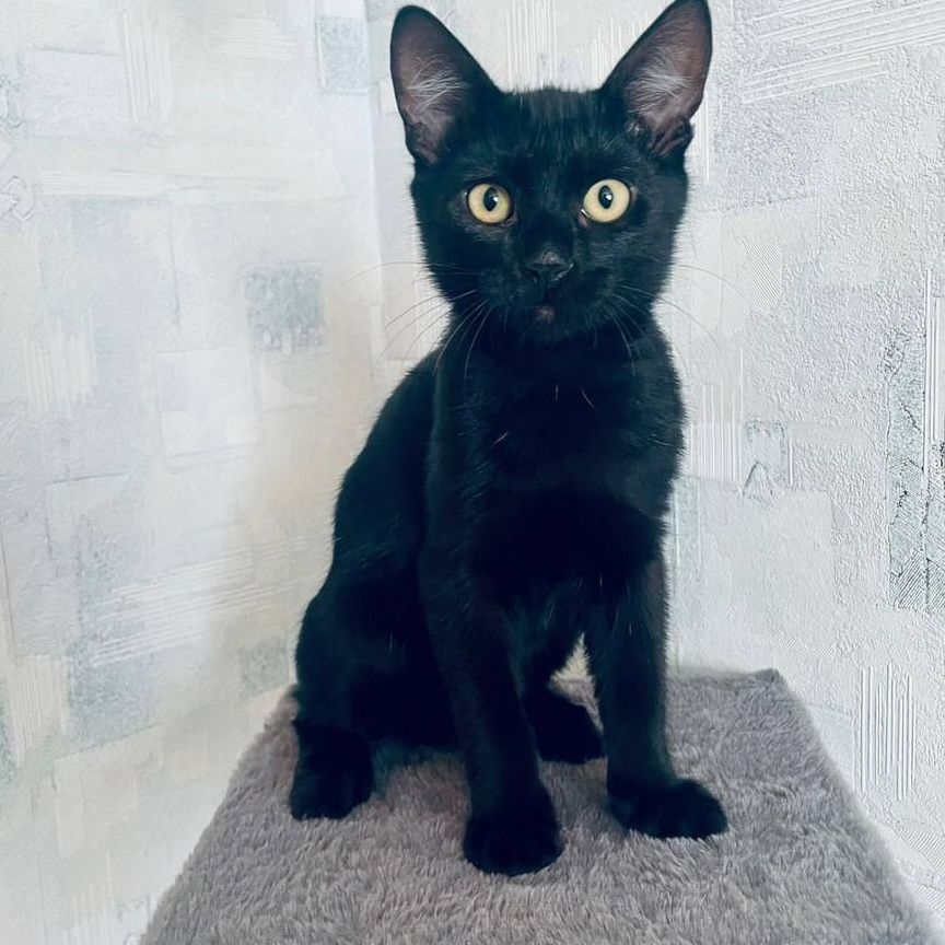 Котенок ищет свой дом. Бесплатно