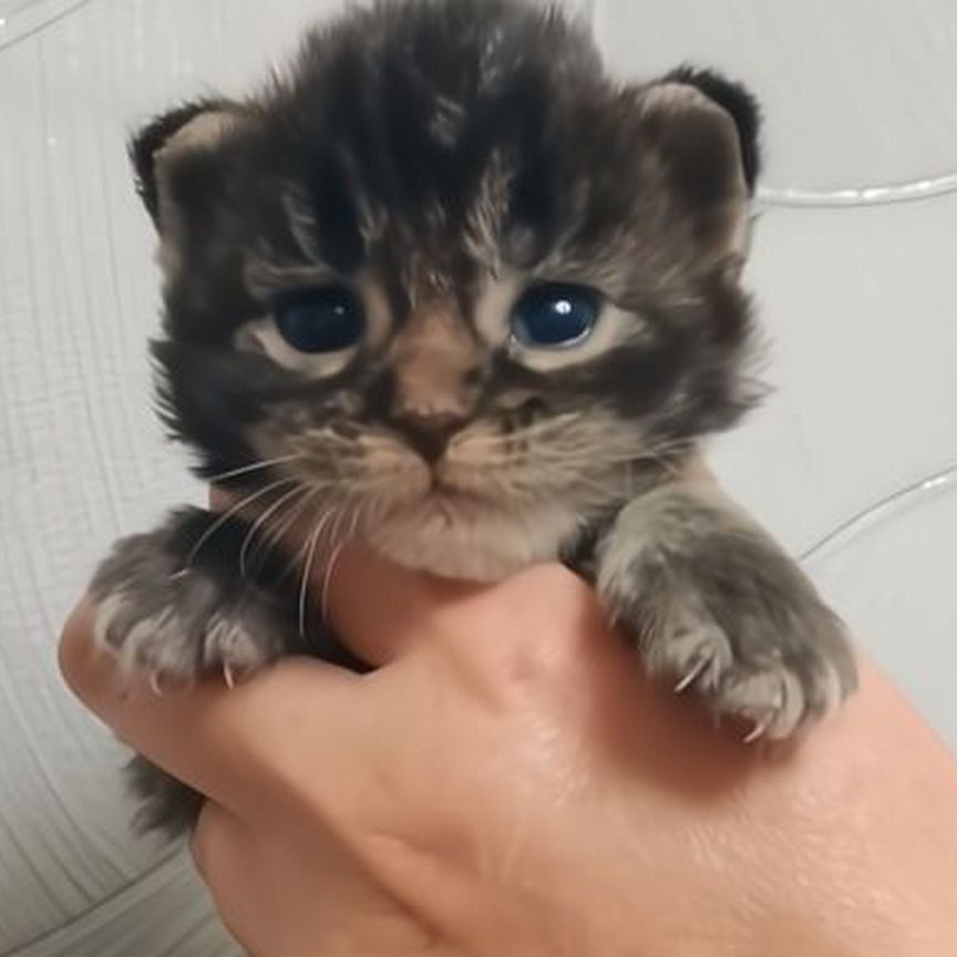 Мейн-кун котёнок