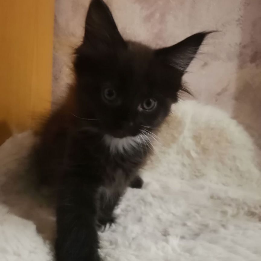 Котята метисы