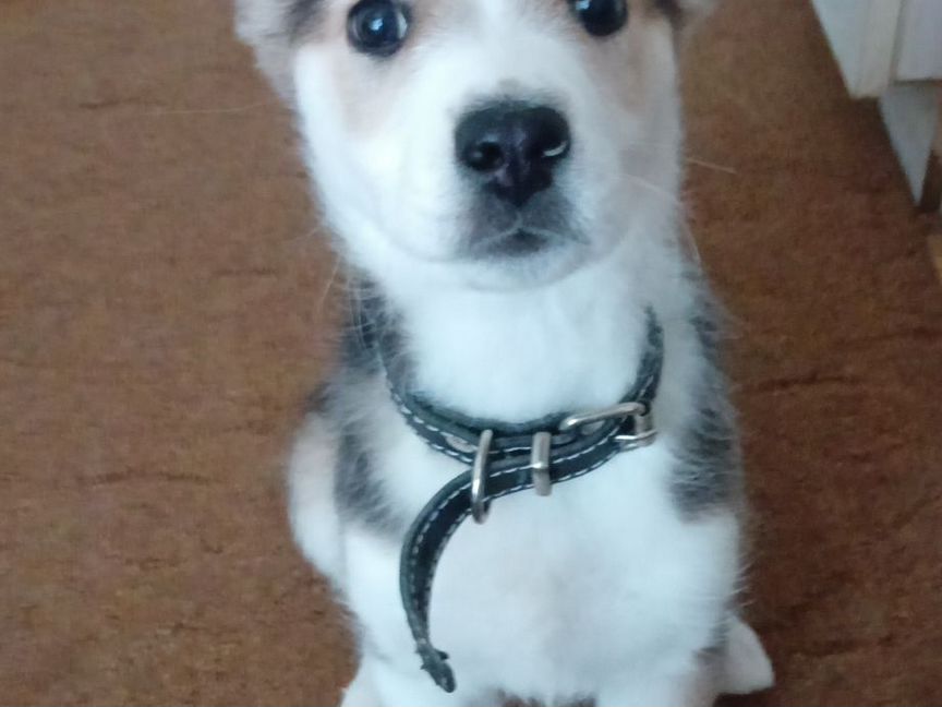 Щенок метис в добрые руки