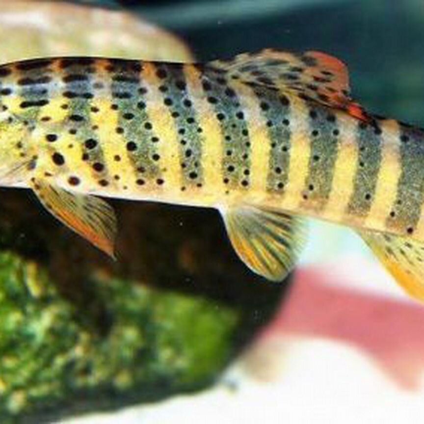 Боция тигровая 650