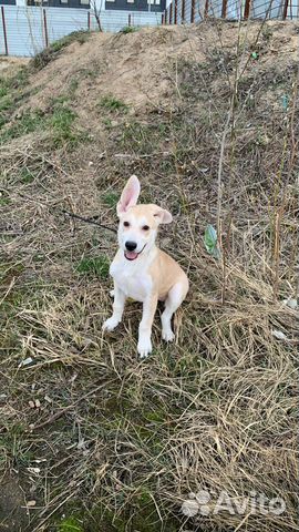 Щенок помест с лабрадором в добрые руки отдам