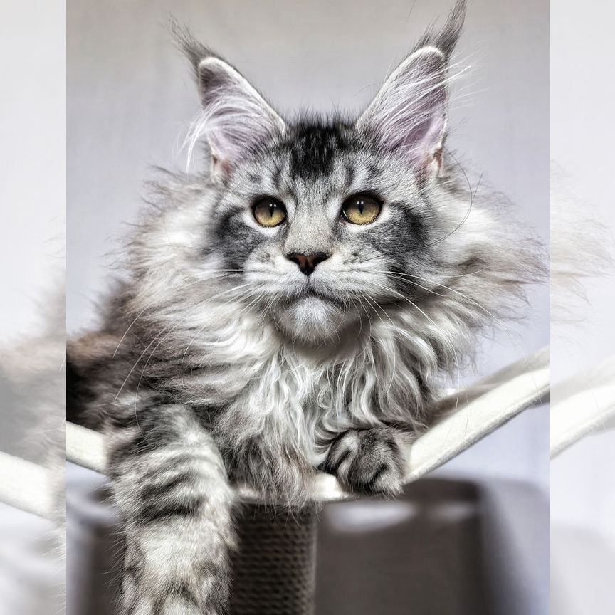 Мейн-кун котёнок