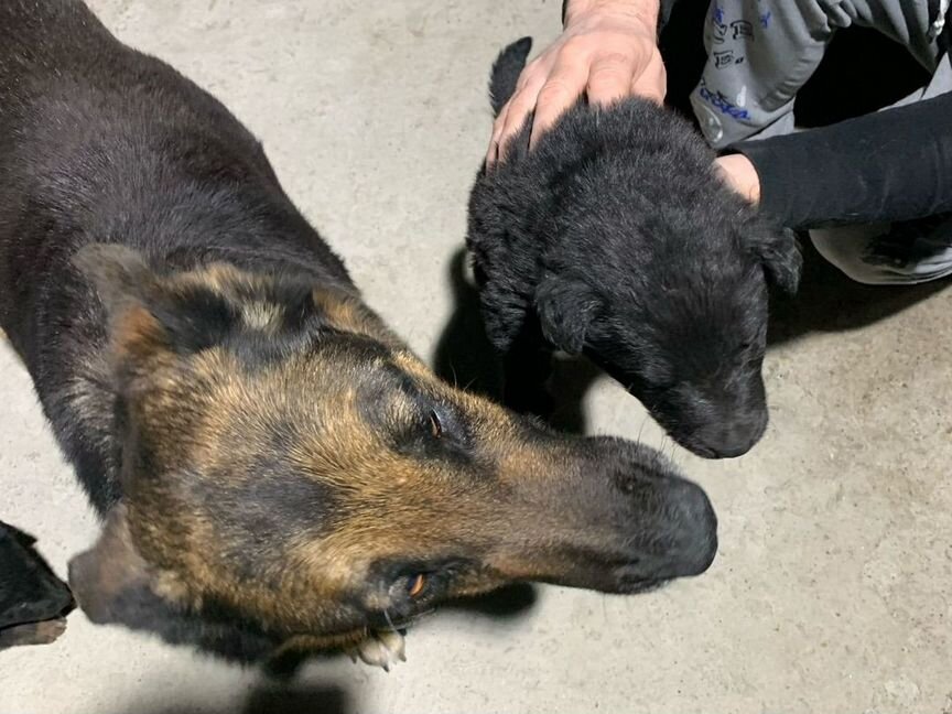 Щенки кавказской овчарки