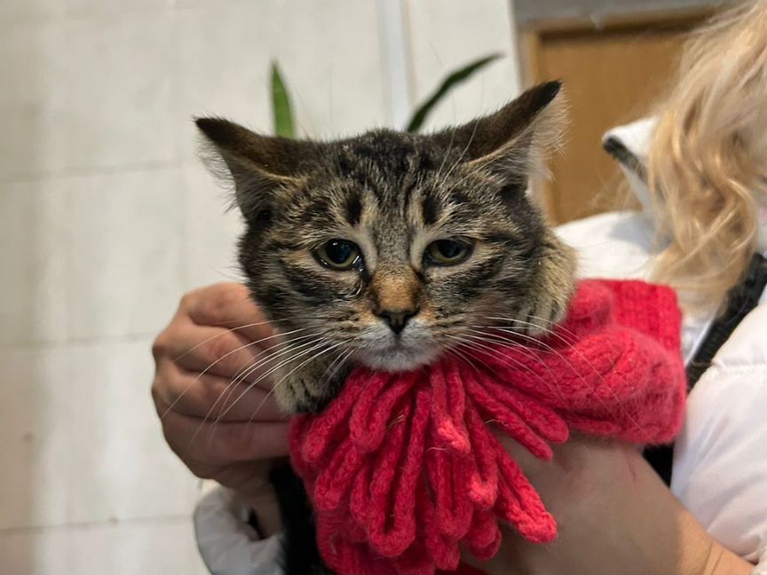 Котёнок Барсик в добрые руки