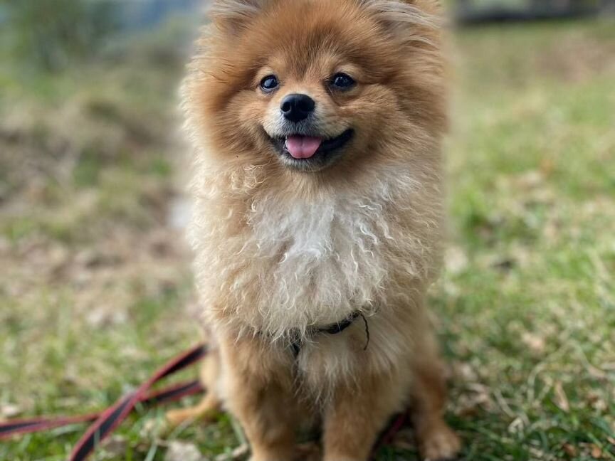 Шпиц вязка