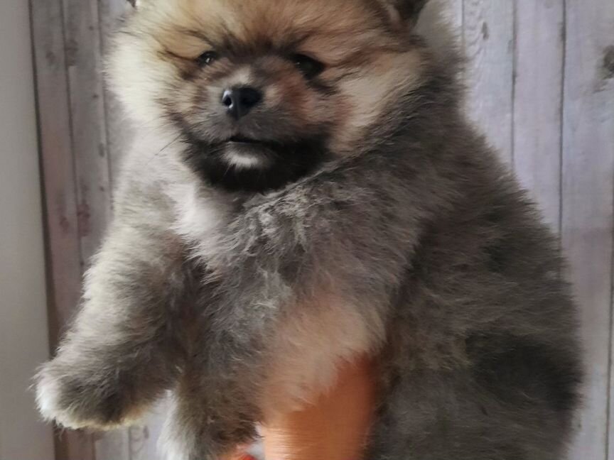 Померанский шпиц медвежьего типа