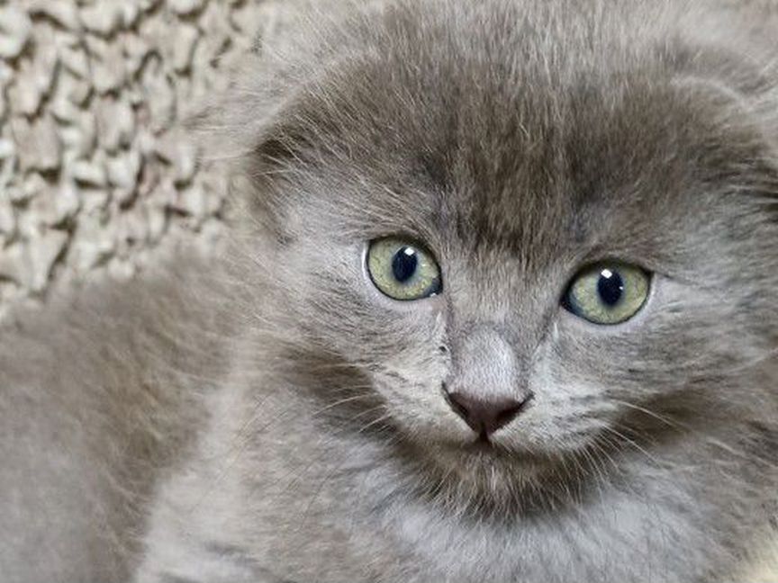 Кошка серая вислоухая