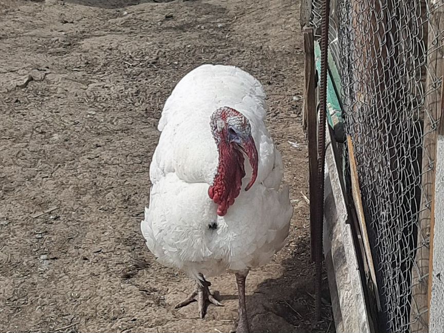 Индюки на племя