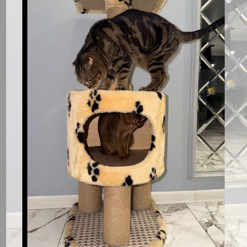 Дом для кошки