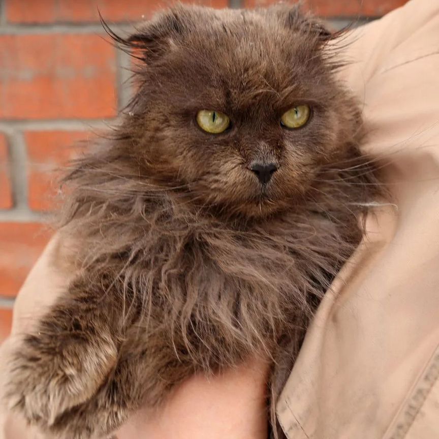 Шотландский вислоухий длинношёрстный, взрослый кот