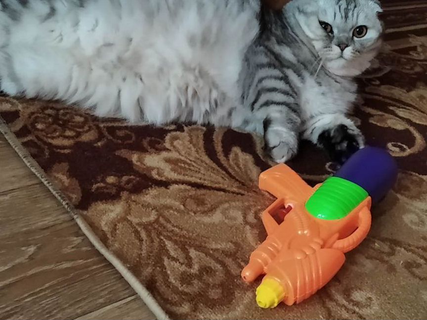 Отдам кота в добрые руки в связи с переездом