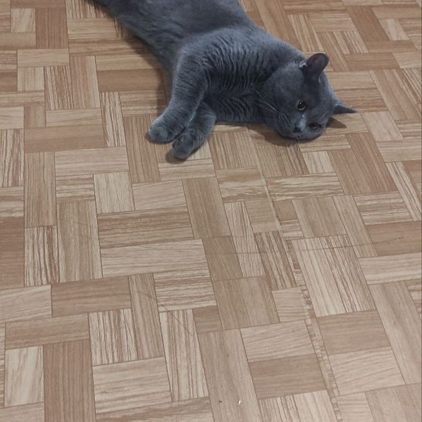 Отдам кота подростка в добрые руки