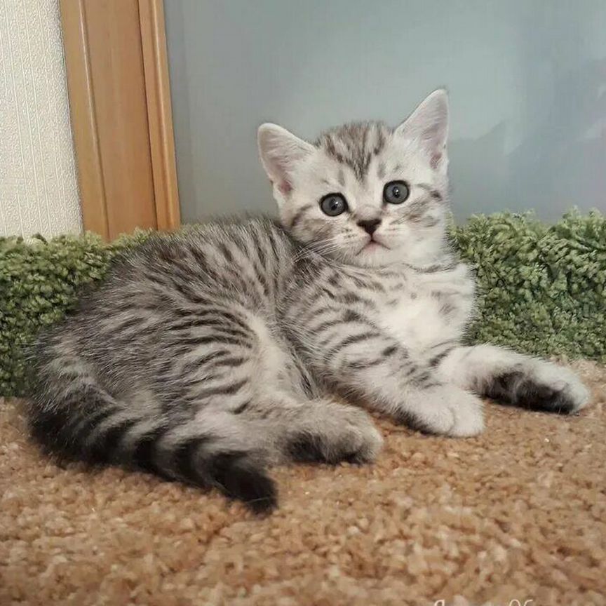Шотландский прямоухий короткошёрстный котёнок