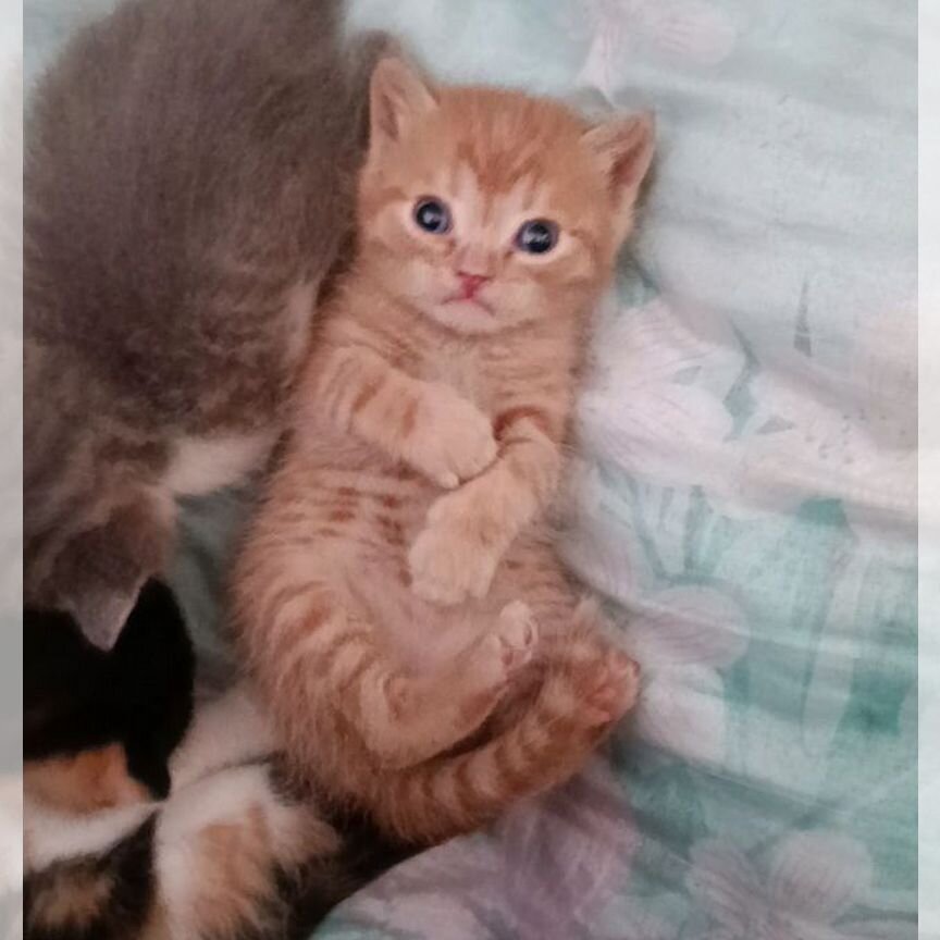 Рыжий котик в добрые руки